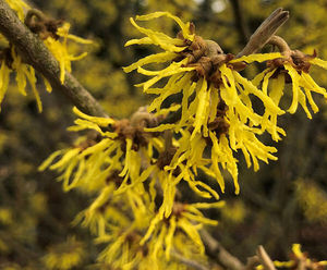 Cell-grown trees | Cheviot Trees