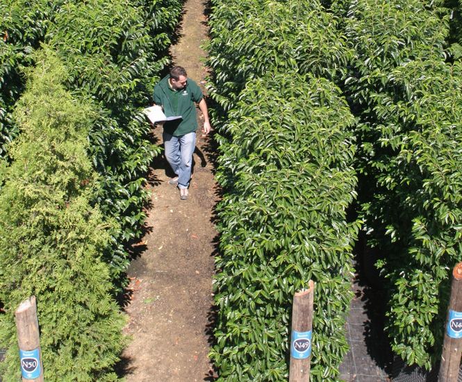 Contract growing services – AirPot container-grown trees | Majestic Trees