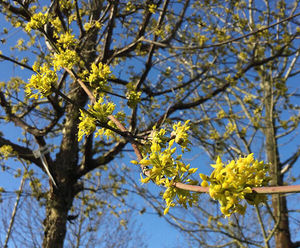Cell-grown trees | Cheviot Trees
