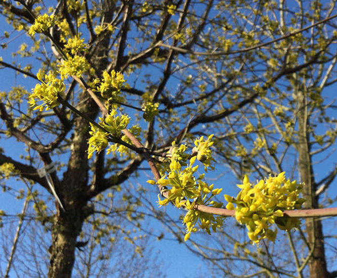 AirPot container grown specimen trees, 50 to 1500L | Majestic Trees