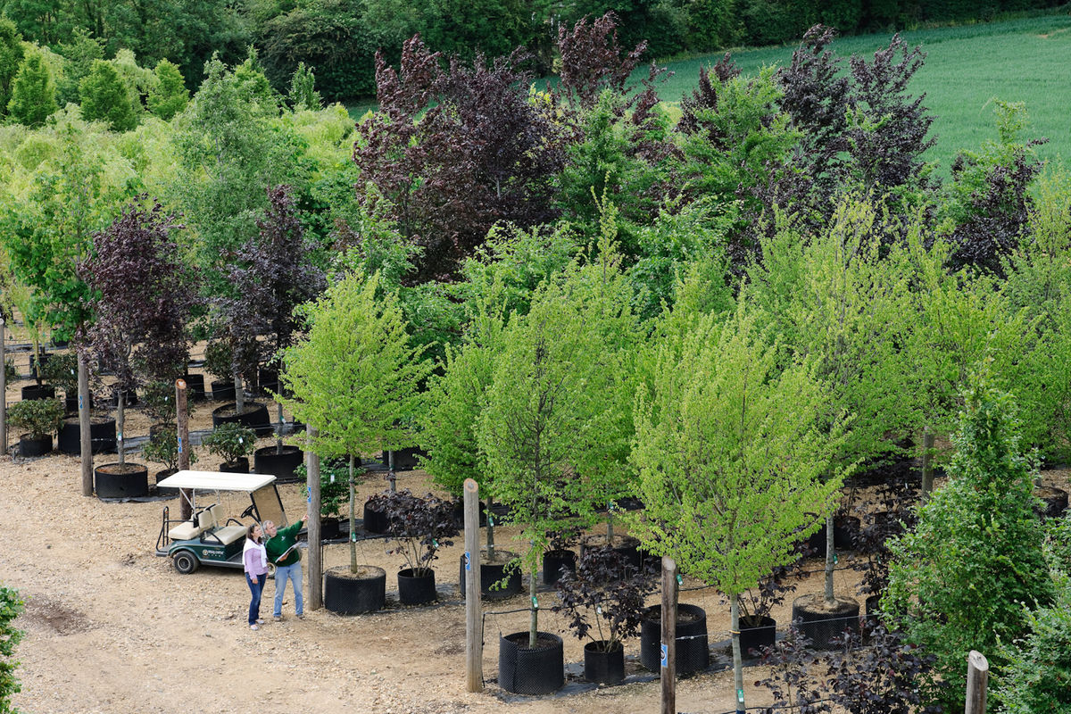 Images for Tree nursery visits