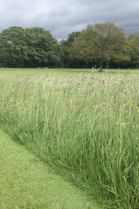 Images for RE1 Traditional Hay Meadow (MG5 Grassland) seed