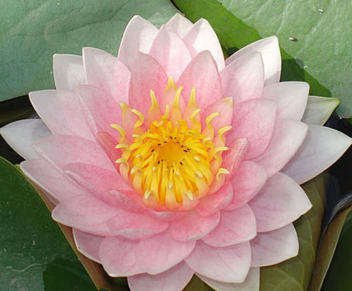 Images for High-quality aquatic plants