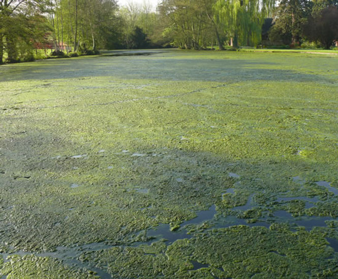 Algae control | Aquatic Engineering