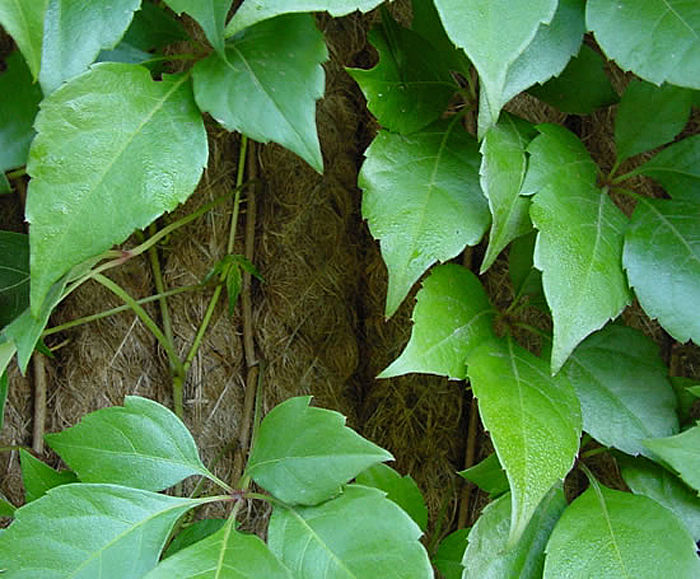 Images for Greenscreen Garden Fencing - coconut fibre cladding, steel frame