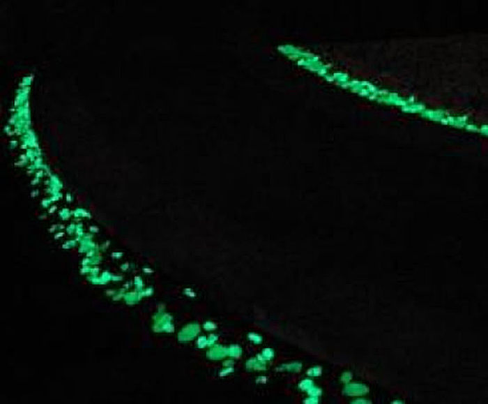 CORE GLOW™ glow in the dark aggregates | Images