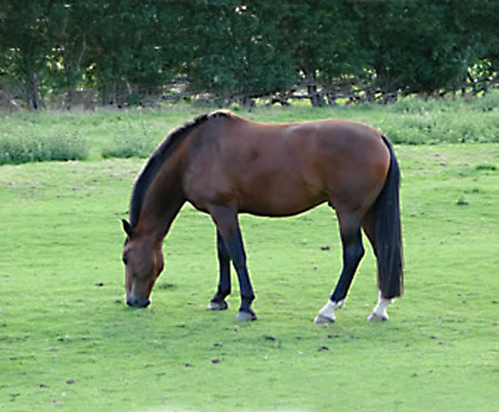 Images for HorseMax Paddock grazing grass seed mix
