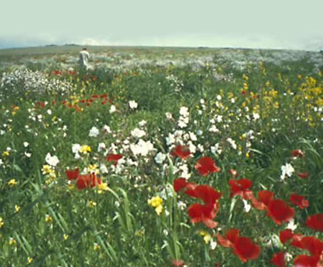 Pro Flora 110 economy general purpose wildflower seed | DLF Seeds