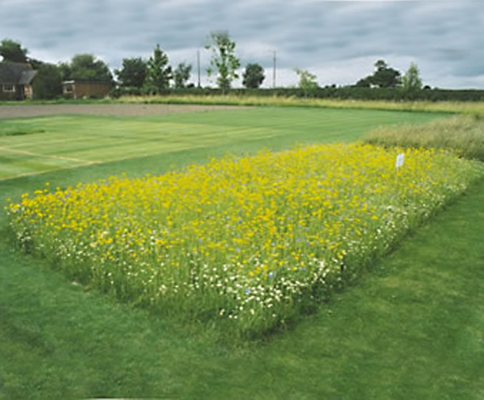 Images for Pro Flora 8 Legacy wildflower seed