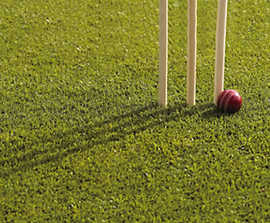 Golf course grass seed mixtures