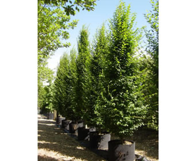 Feathered trees | Deepdale Trees