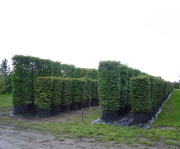 Hedging | EXTERNAL WORKS