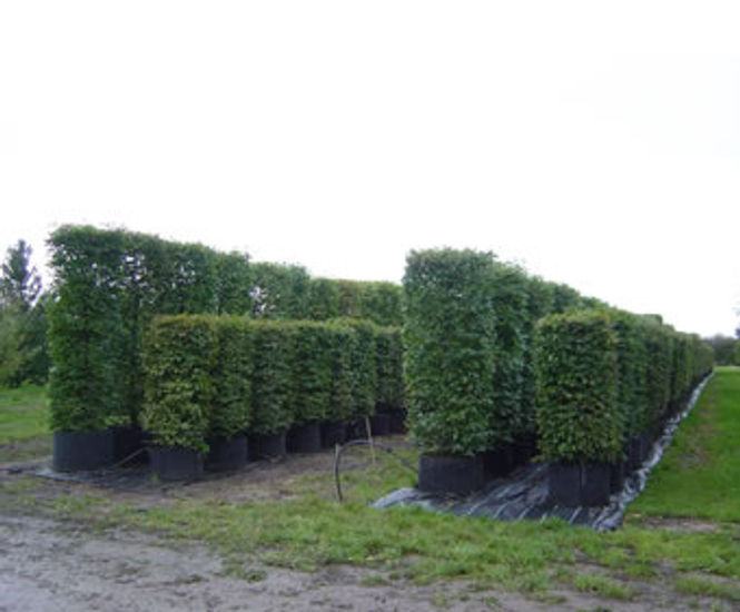 Instant hedging | Deepdale Trees