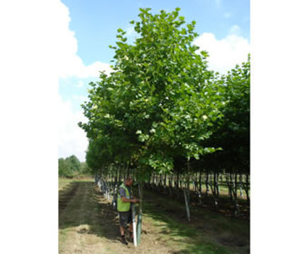 Standard trees | Deepdale Trees