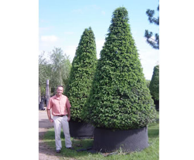 Topiary | Deepdale Trees