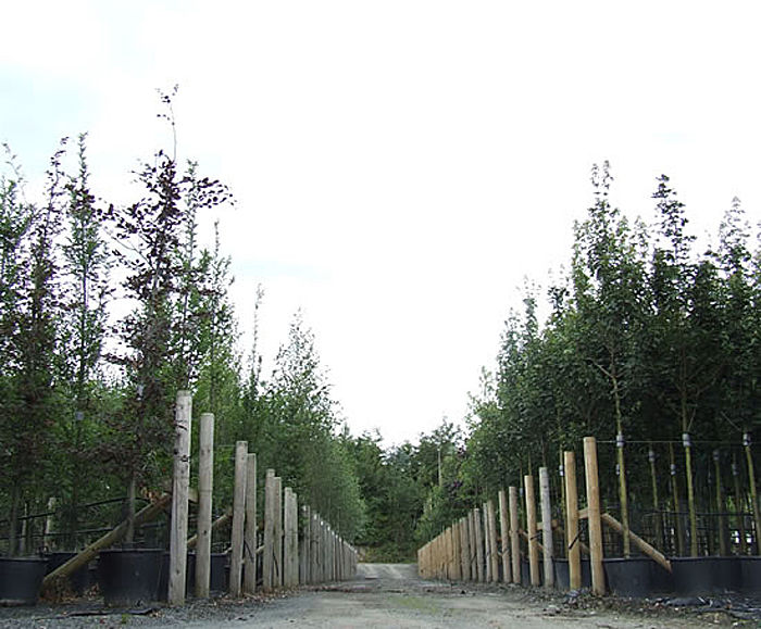 Images for Field-grown wholesale trees