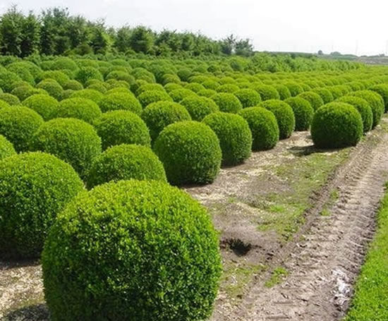 Topiary | Folia | ESI External Works