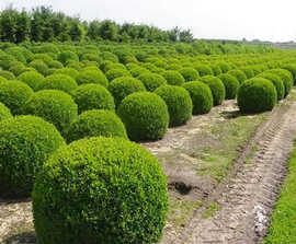 Topiary | Folia | ESI External Works