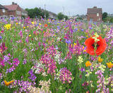 Pictorial Meadows wildflower seed mixes | Green Estate CIC