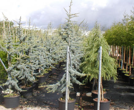 Container-grown trees | Coles Nurseries