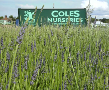 j coles nurseries