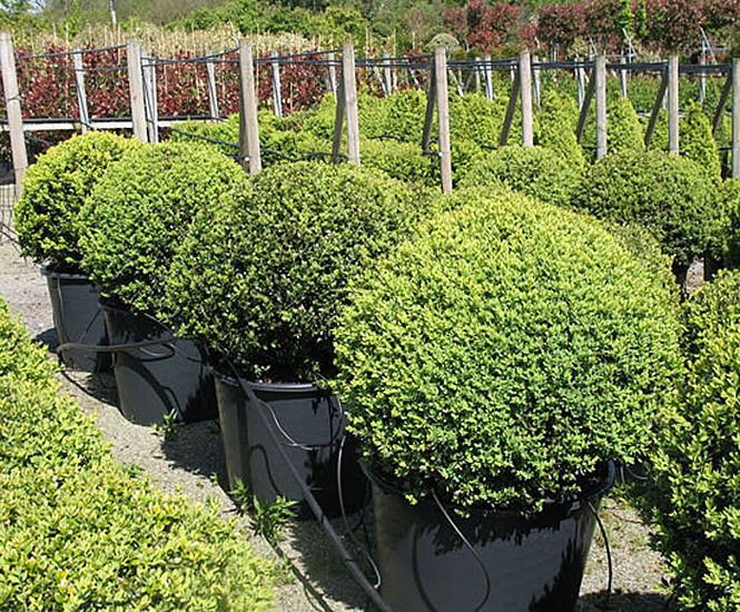 Container-grown topiary | Ladybrook Nursery