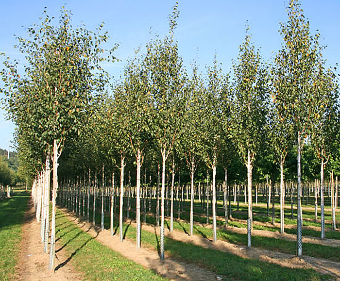 Images for Deciduous trees and shrubs