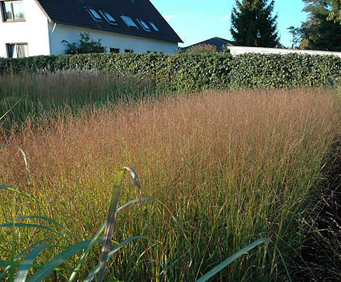 Images for Perennial plants