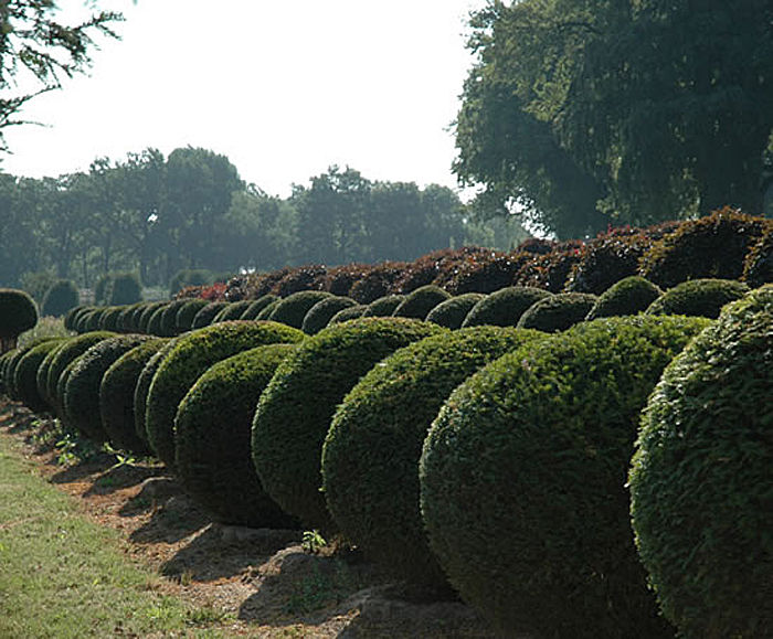 Images for Topiary trees