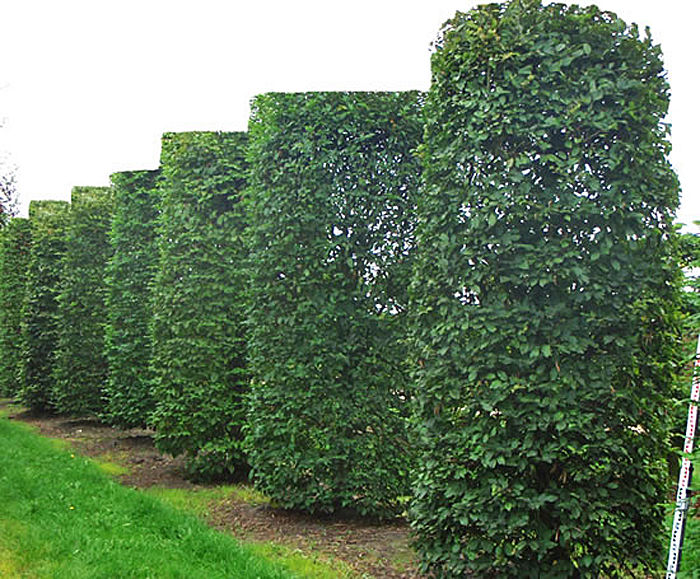 Images for Topiary trees